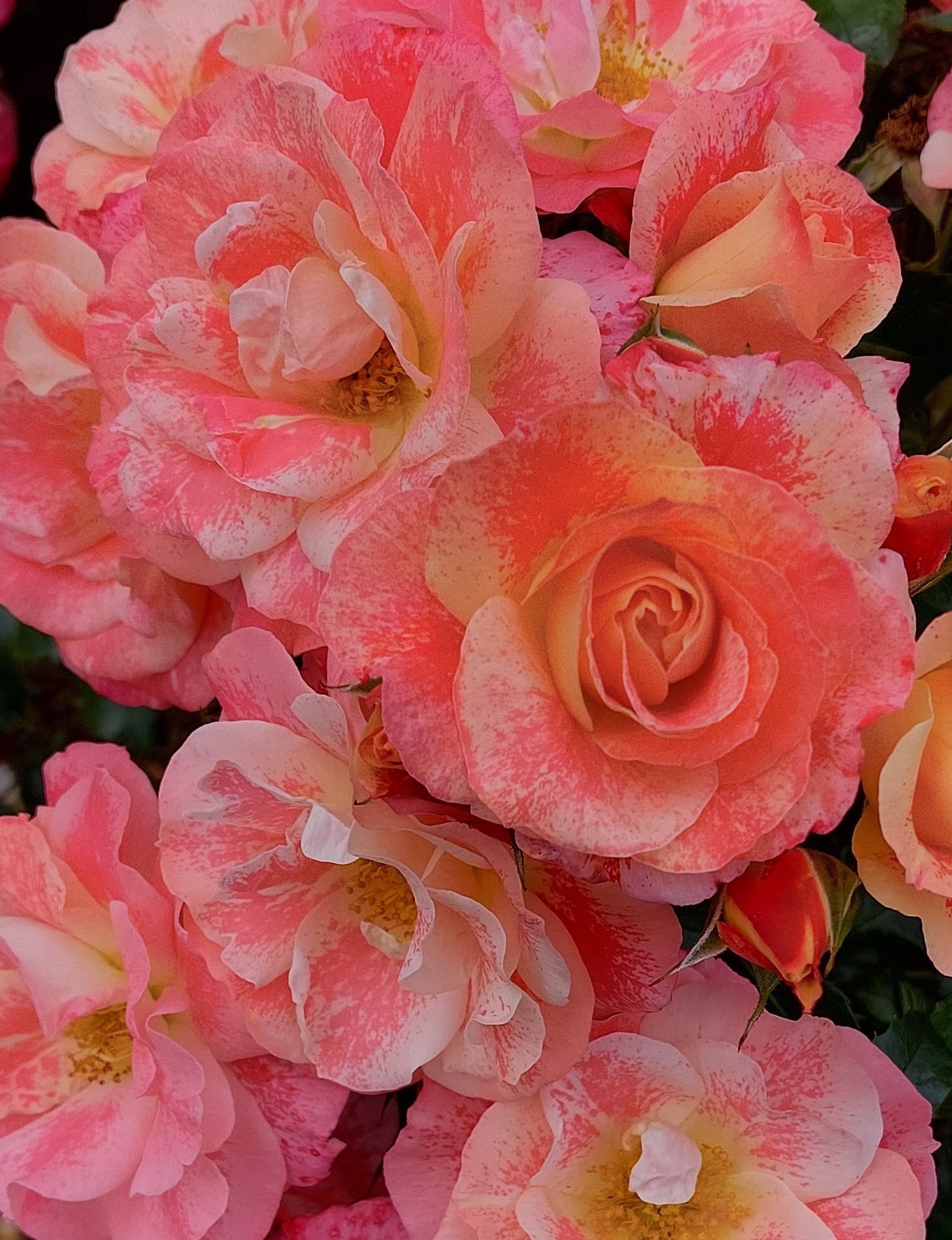 Lady Adrianna | Roses UK